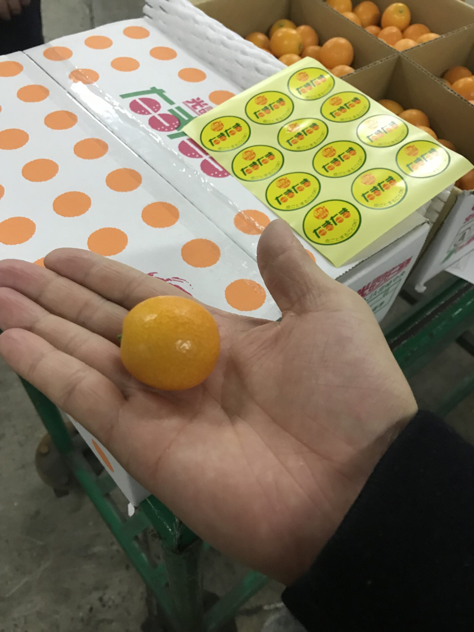 %E3%81%9F%E3%81%BE%E3%81%9F%E3%81%BE5 | 北九州青果株式会社