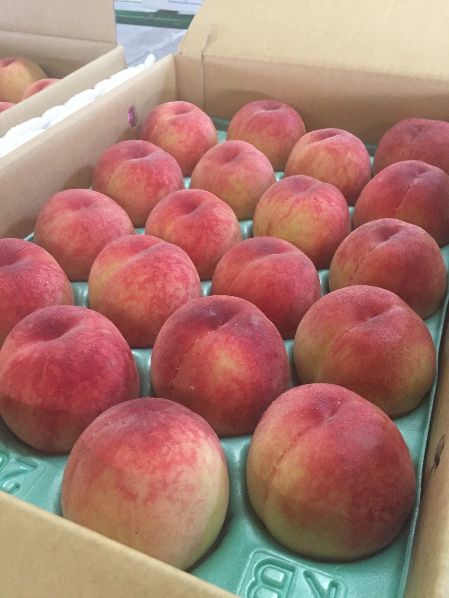 %E7%A6%8F%E5%B3%B6%EF%BE%93%EF%BE%932 | 北九州青果株式会社