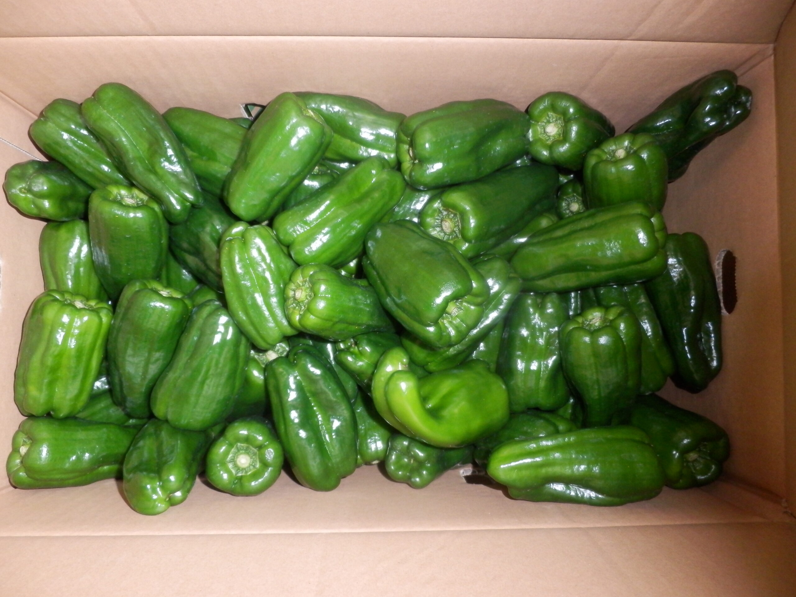 %E5%AE%AE%E5%B4%8E%E3%83%94%E3%83%BC%E3%83%9E%E3%83%B3%E5%A4%8F%E7%A7 ...